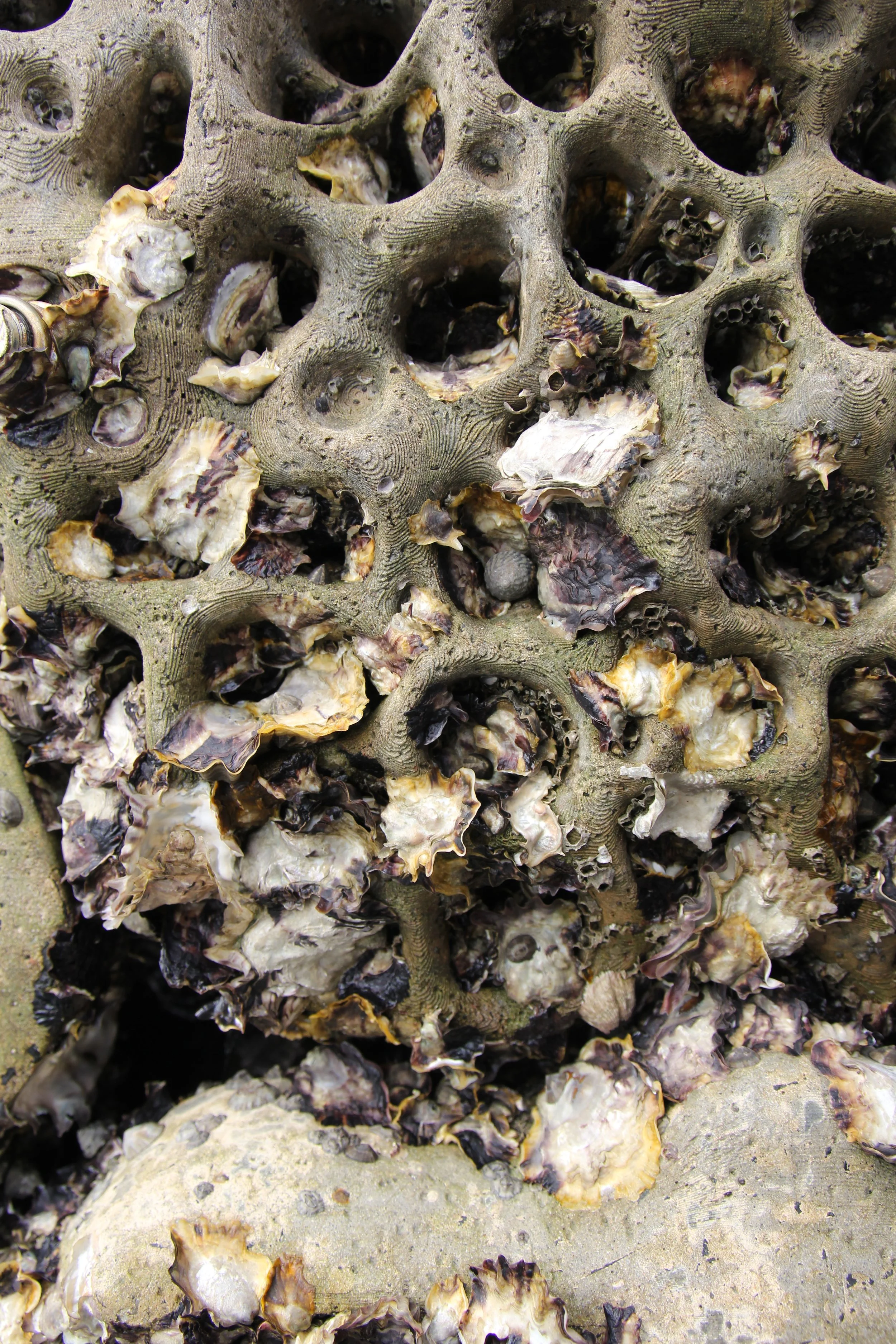 Marine Environment Substrate Research — REEF DESIGN LAB