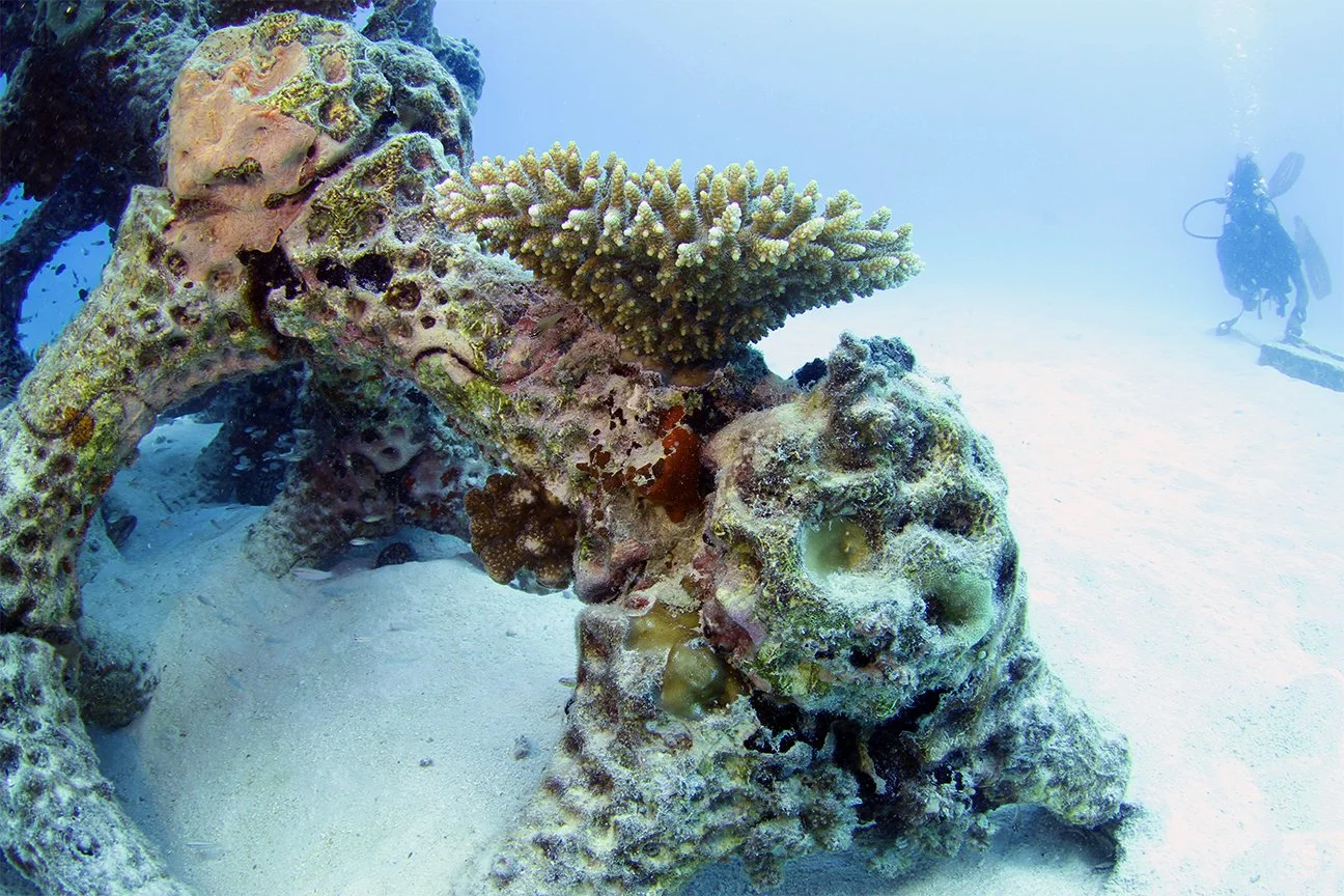 Marine Environment Substrate Research — REEF DESIGN LAB