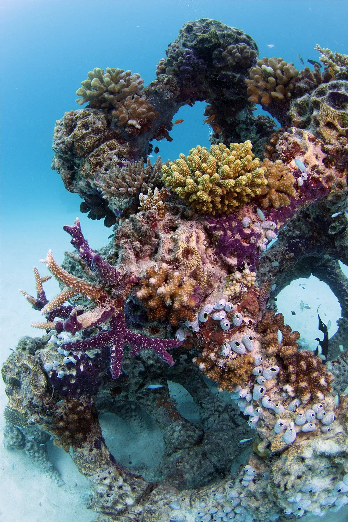 Modular Artificial Reef Structure (MARS) | REEF DESIGN LAB