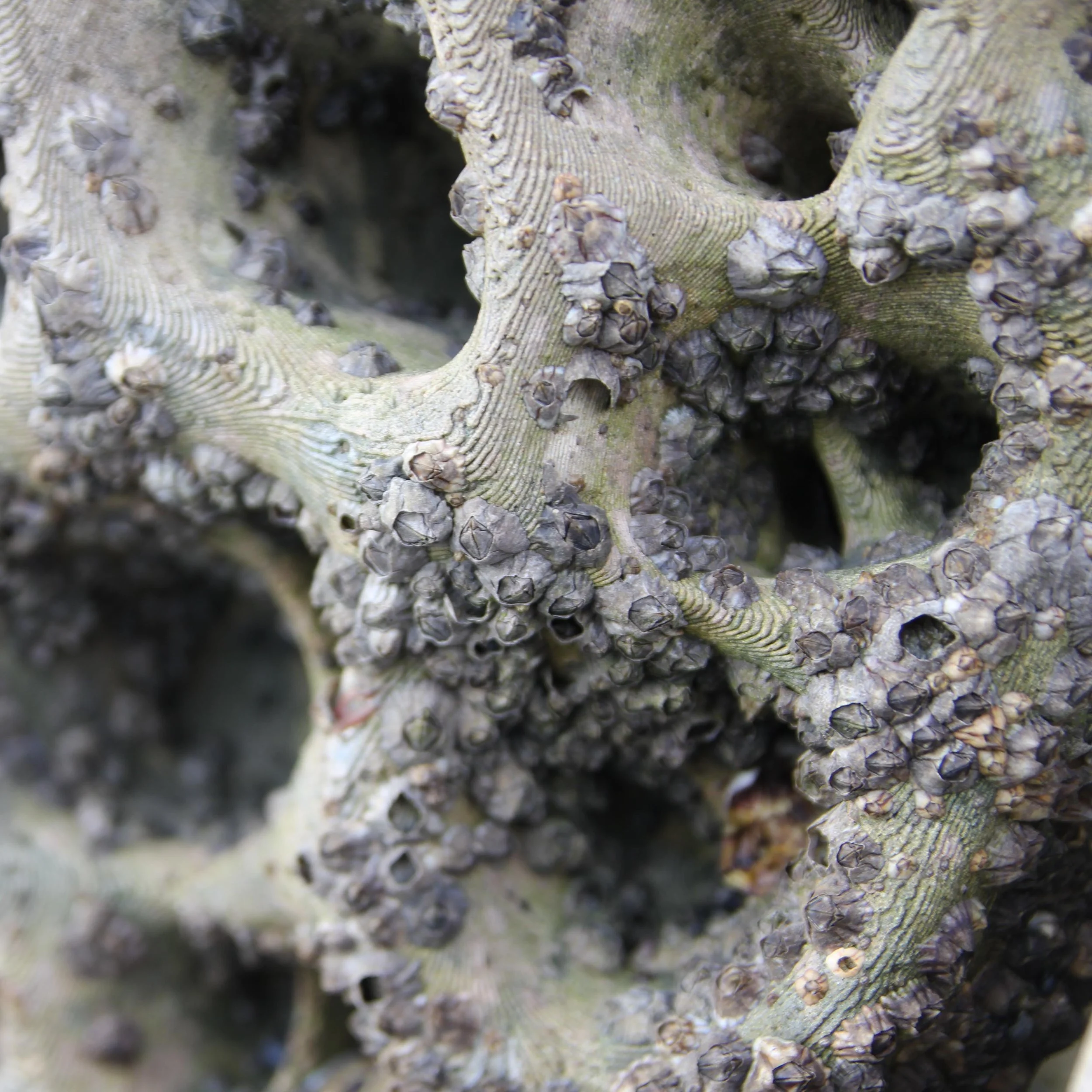 Marine Environment Substrate Research — REEF DESIGN LAB