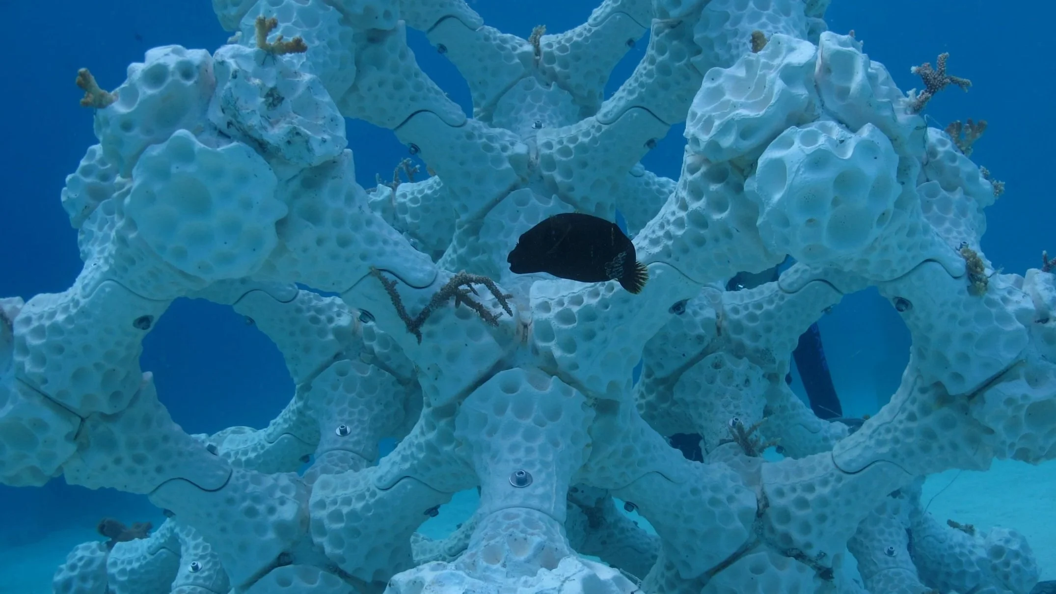 Modular Artificial Reef Structure (MARS) | REEF DESIGN LAB