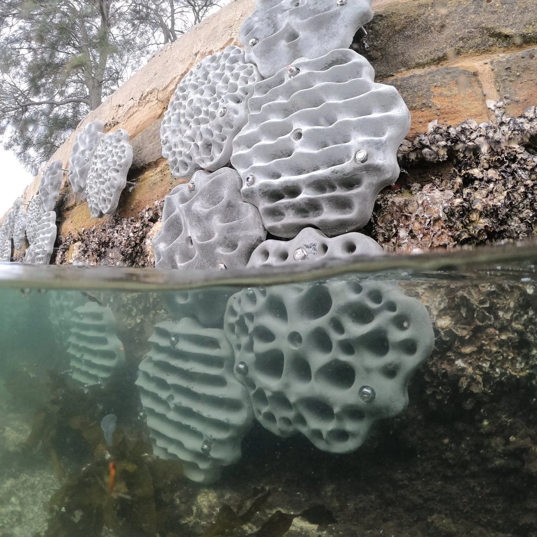 Living Seawalls | REEF DESIGN LAB