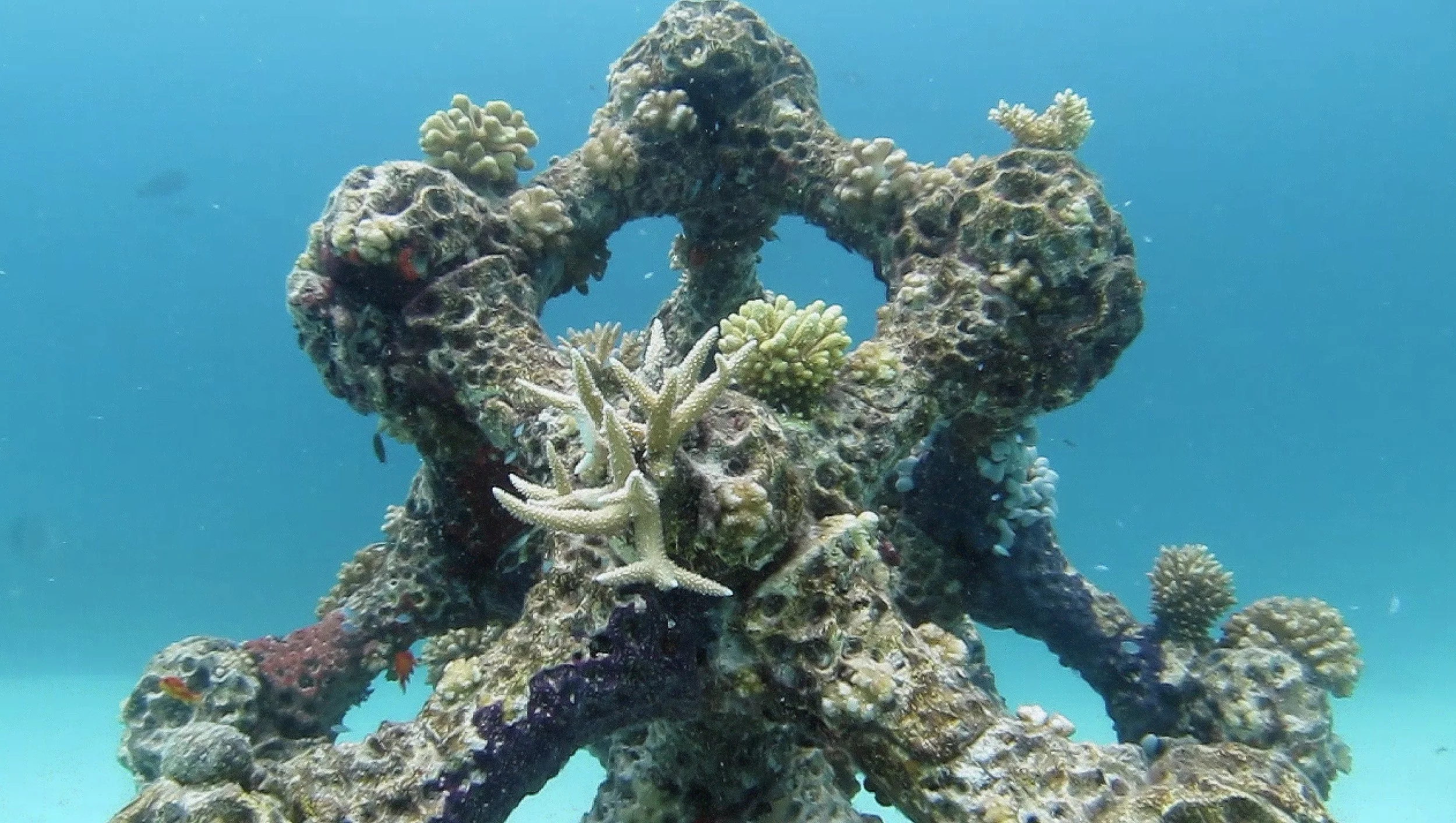 Modular Artificial Reef Structure (MARS) | REEF DESIGN LAB