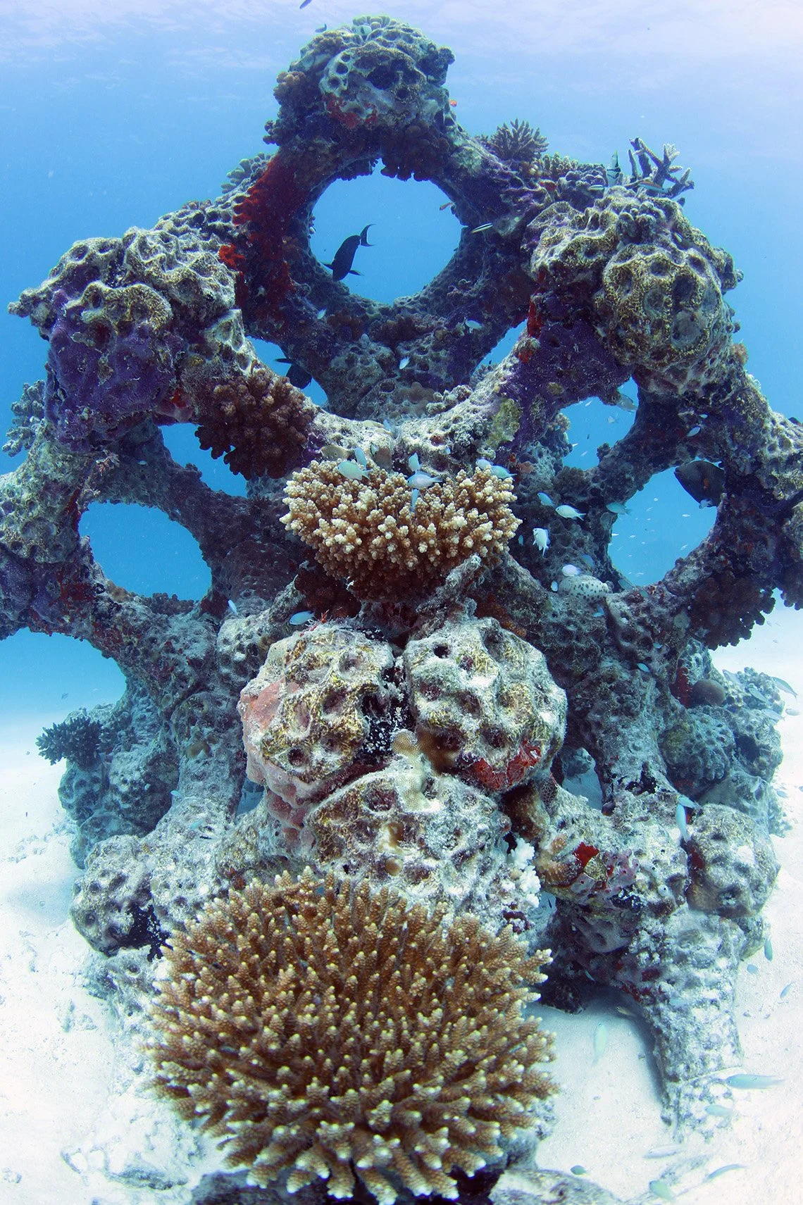 Modular Artificial Reef Structure (MARS) | REEF DESIGN LAB