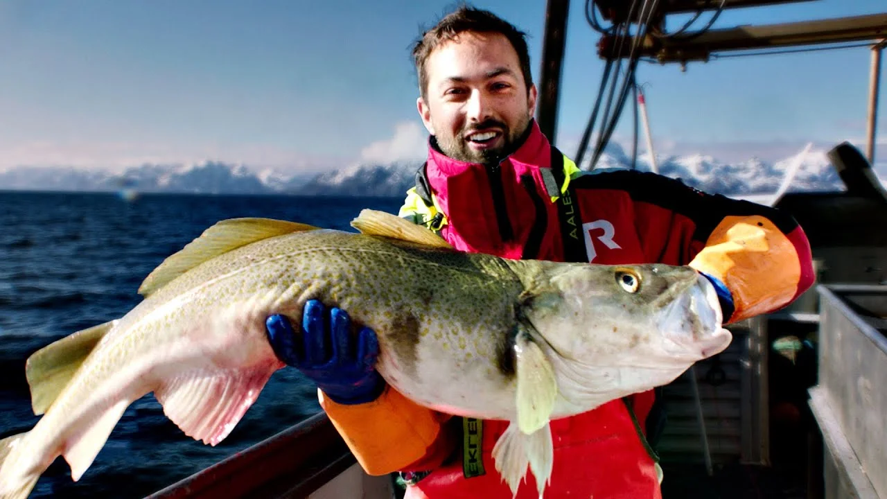 How a Fish Saved the Vikings — Veritasium
