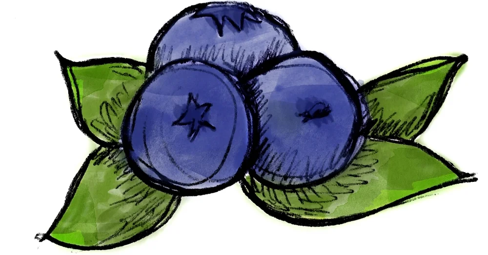 Pick Your Own Blueberries — George Hill Orchards
