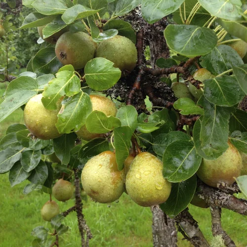 About — Nashi Orchards