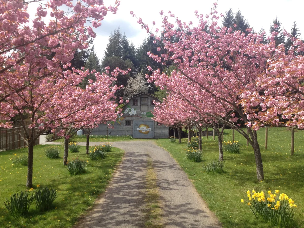 About — Nashi Orchards