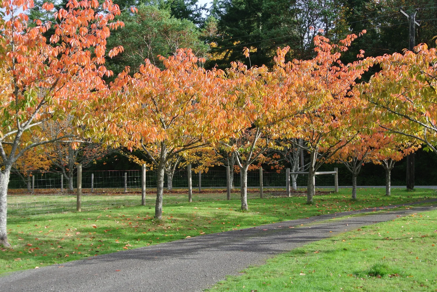 About — Nashi Orchards