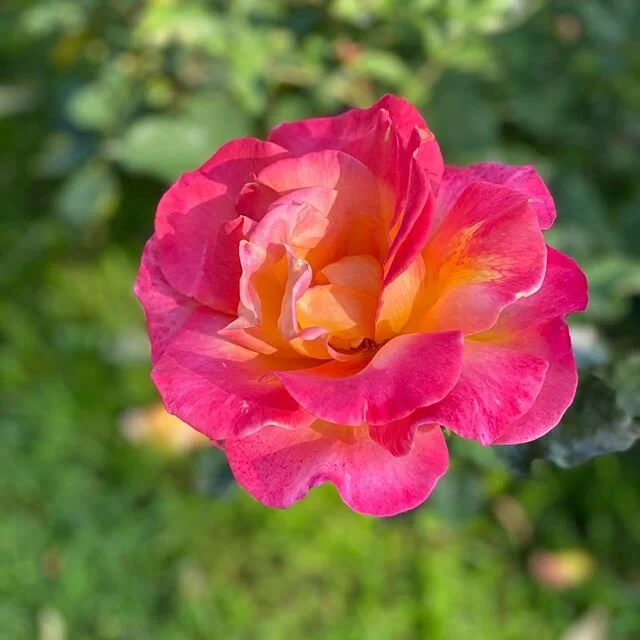 PHOTOS — Julie Rosing