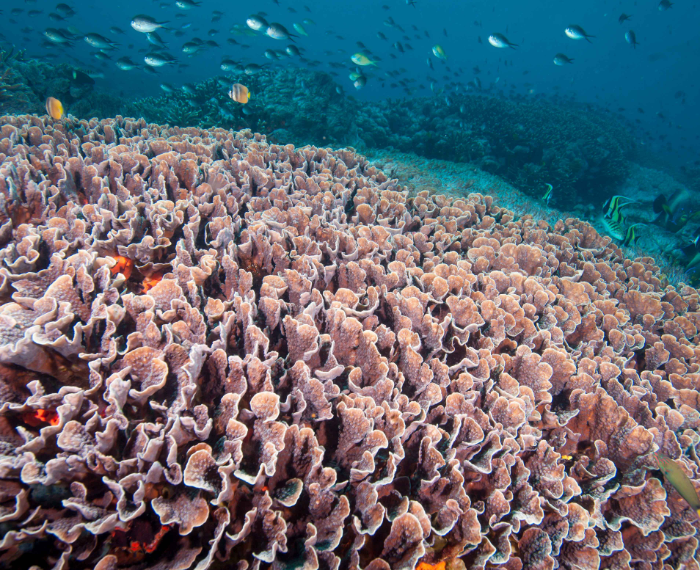 Common Corals of the Nusa Islands