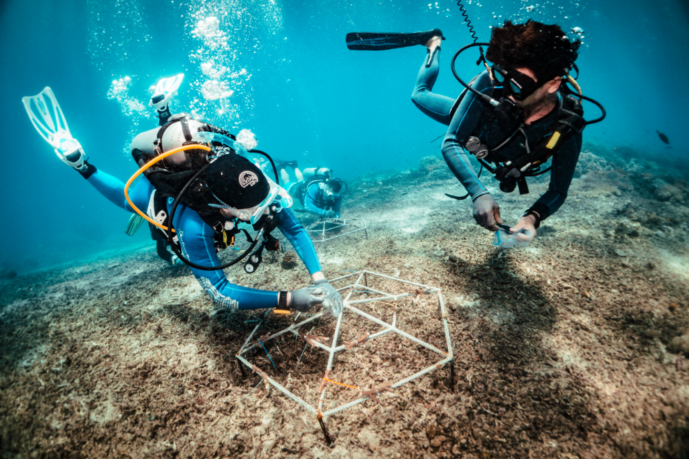 Coral Restoration Workshop | Blue Corner Marine Conservation | Bali