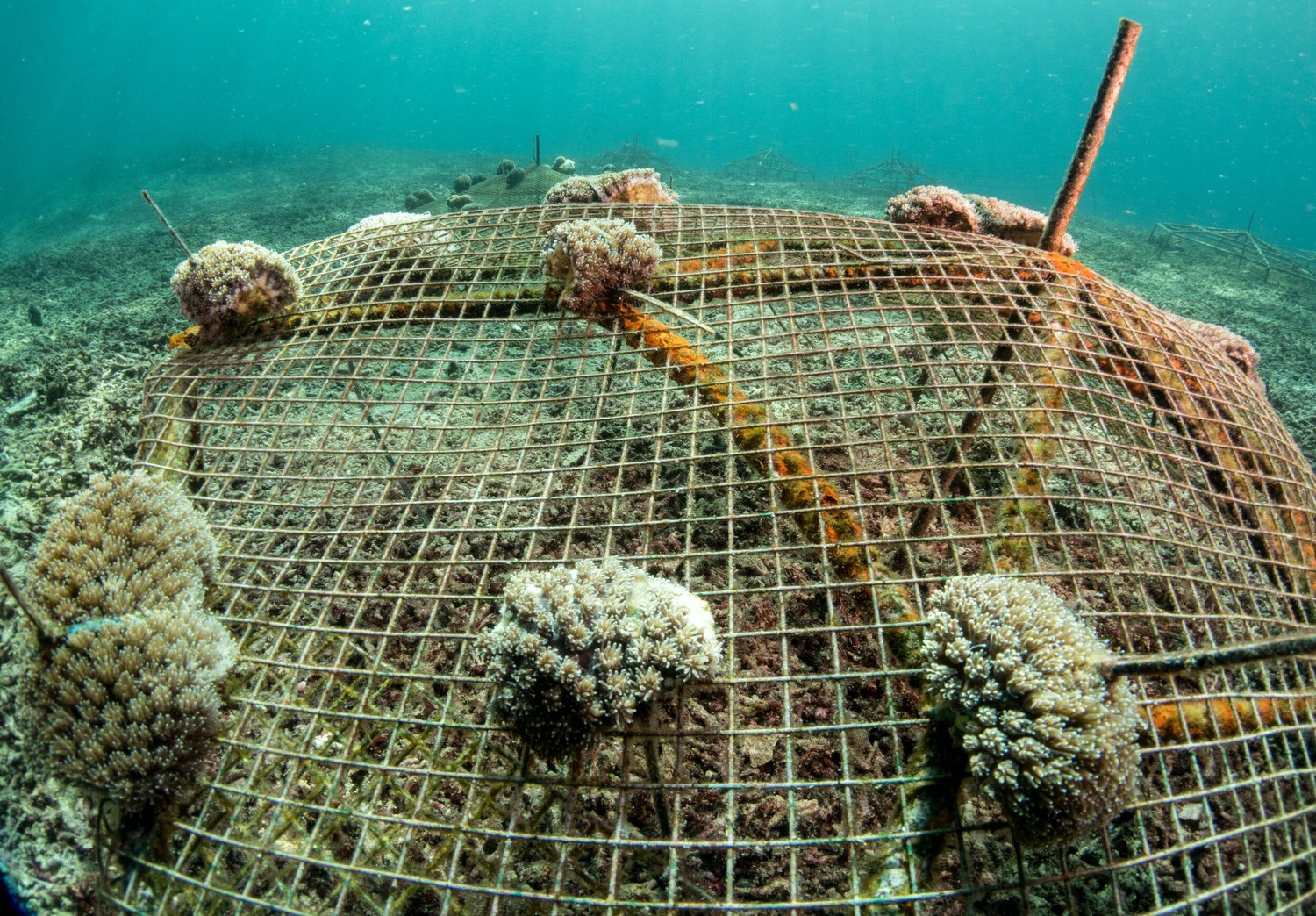 Microfragmentation - Techniques for Growing Massive Corals — Blue ...