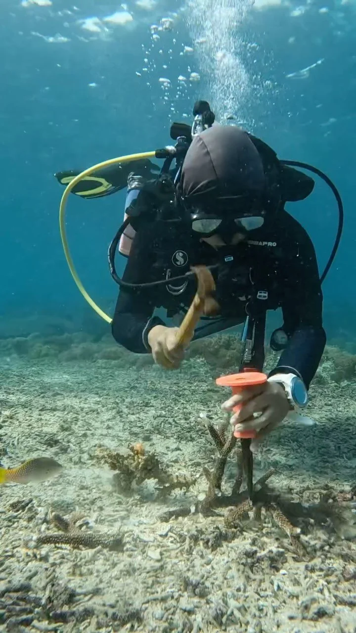 Blue Corner Marine Research