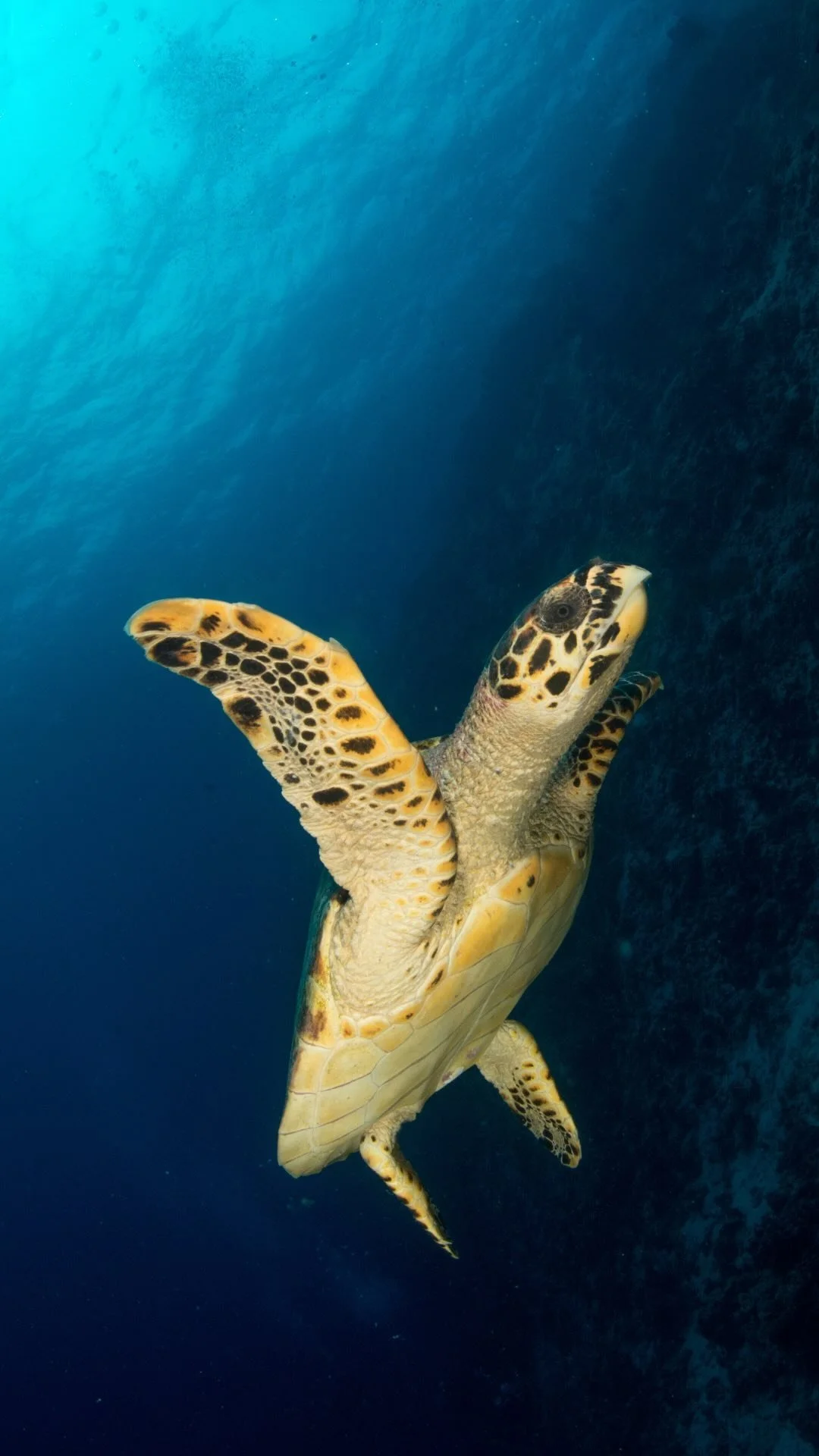 Blue Corner Marine Research