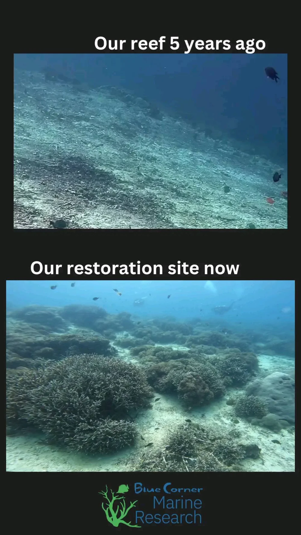 Blue Corner Marine Research