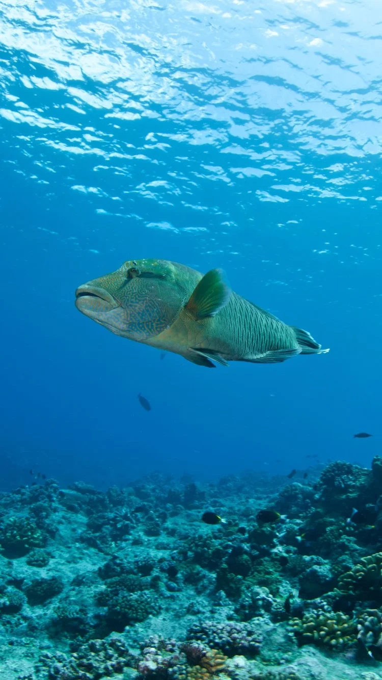 Blue Corner Marine Research