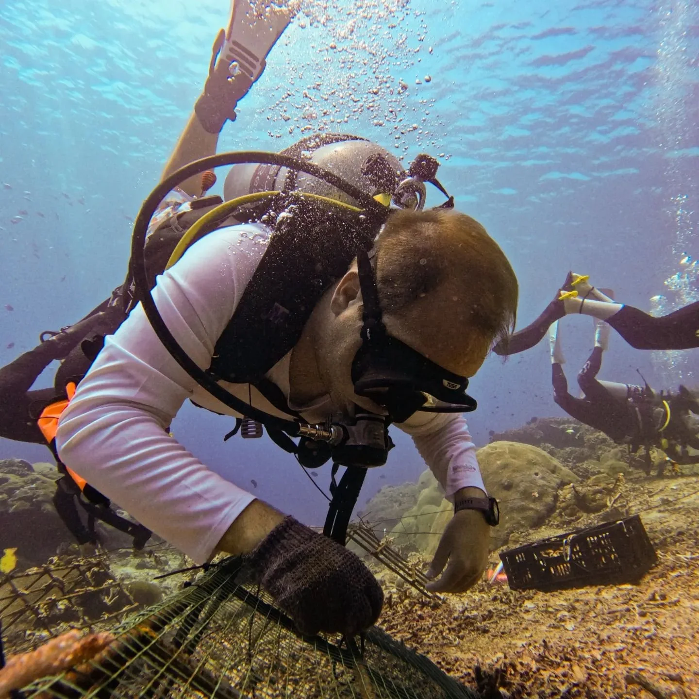 Blue Corner Marine Research