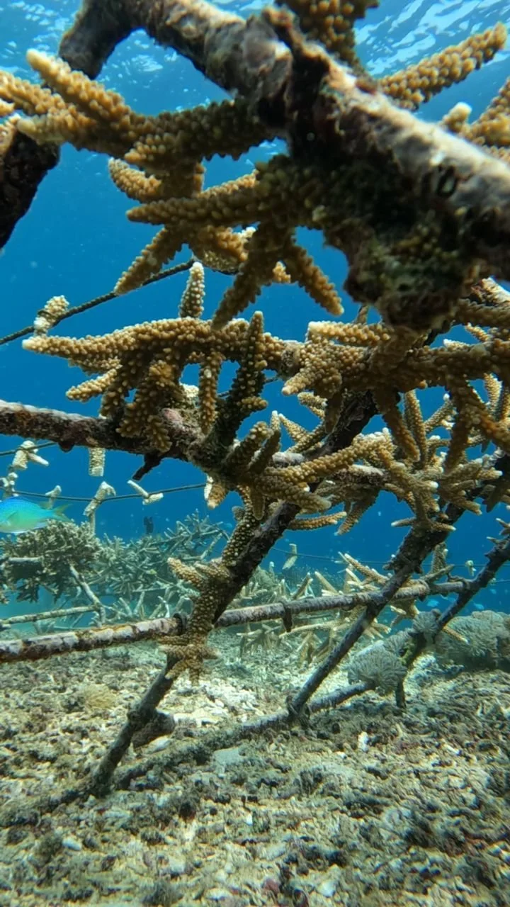 Blue Corner Marine Research