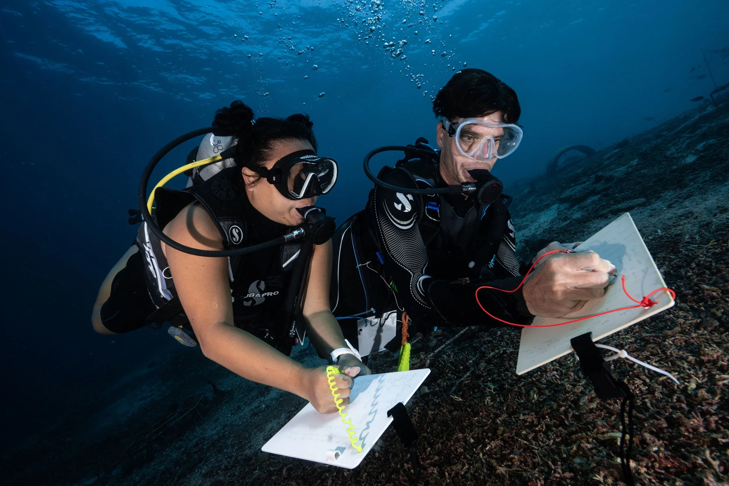Reef Health Monitoring | Reef Check | Blue Corner Marine Conservation
