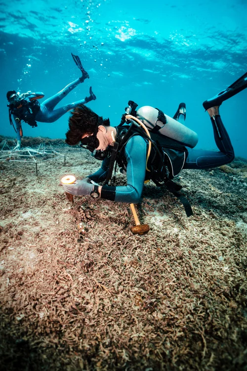 Coral Restoration Methods