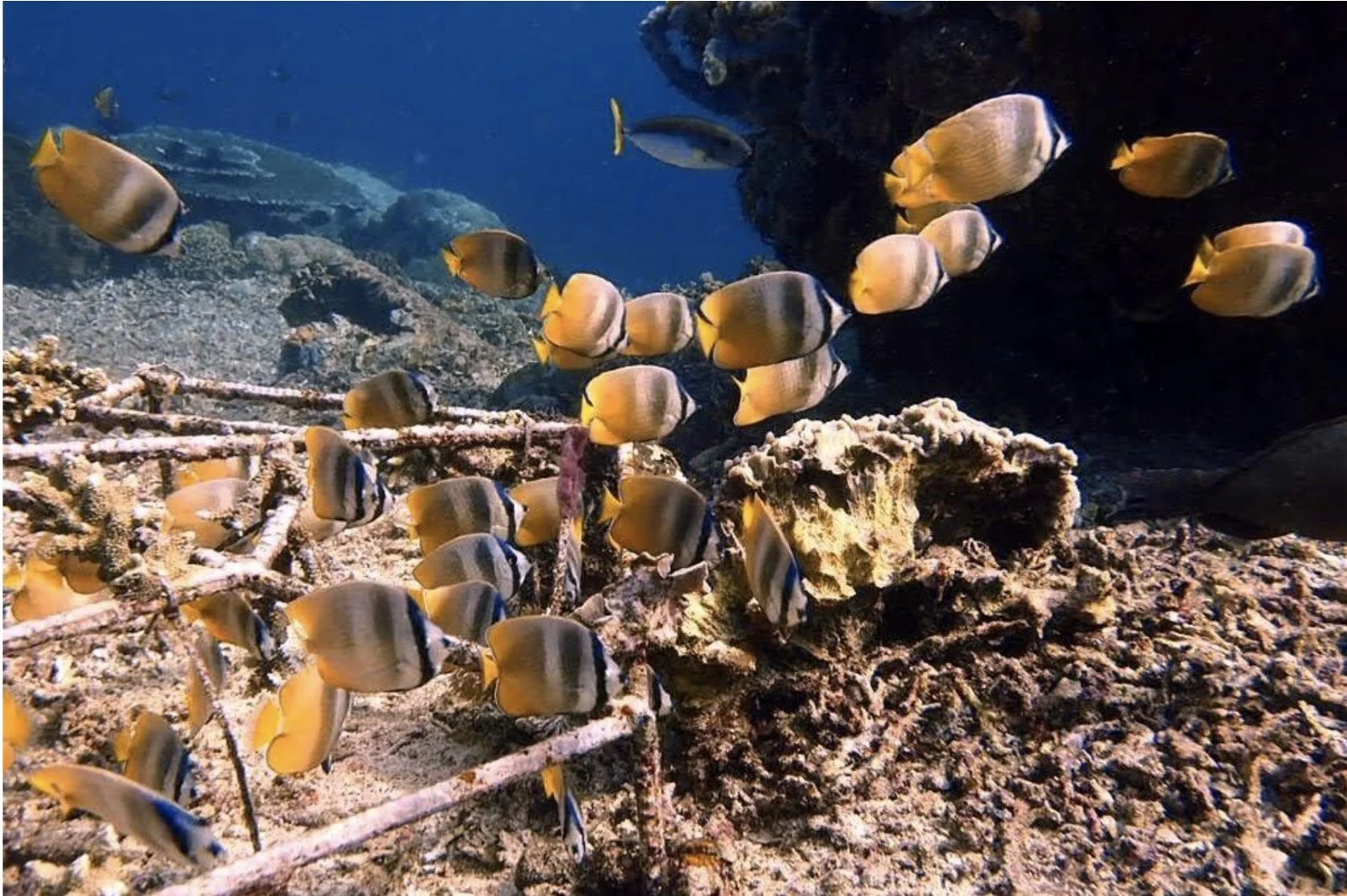 Butterflyfish as indicators of ecological function for coral ...