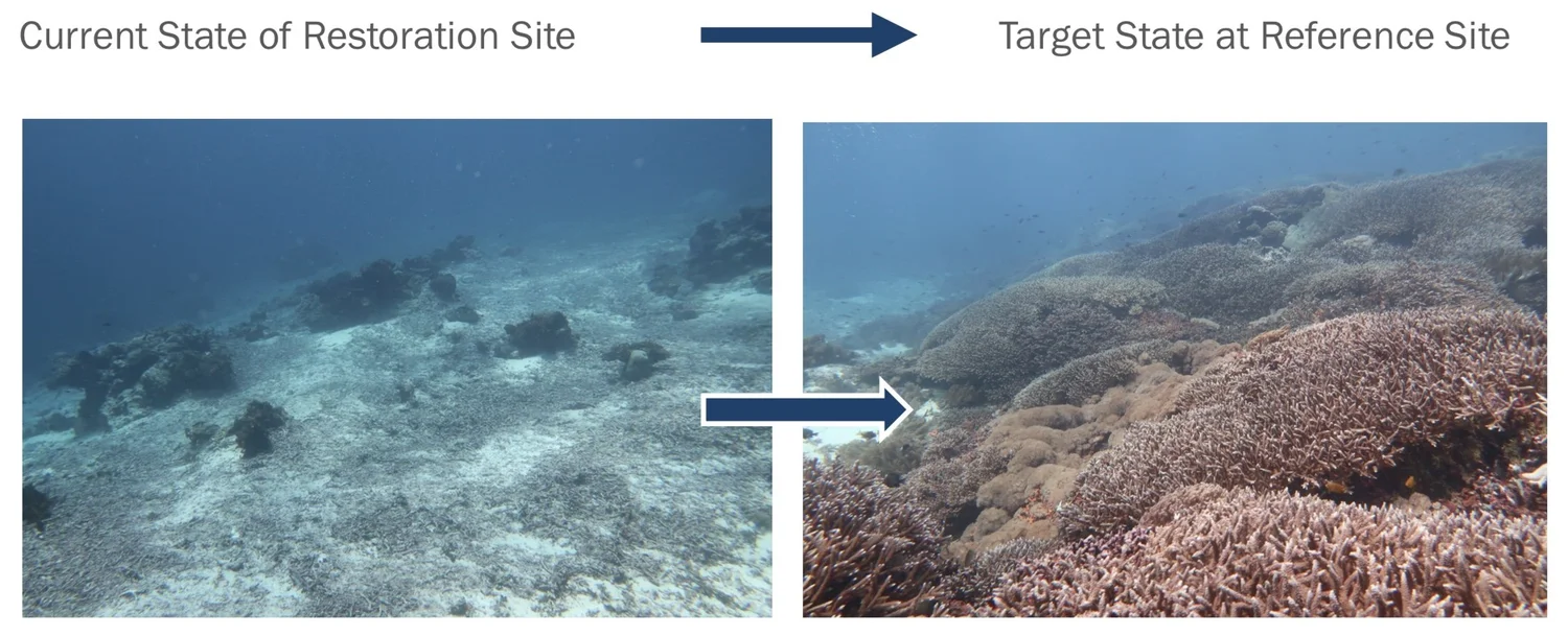 Coral Reef Restoration Project - Mangrove Reef, Bali