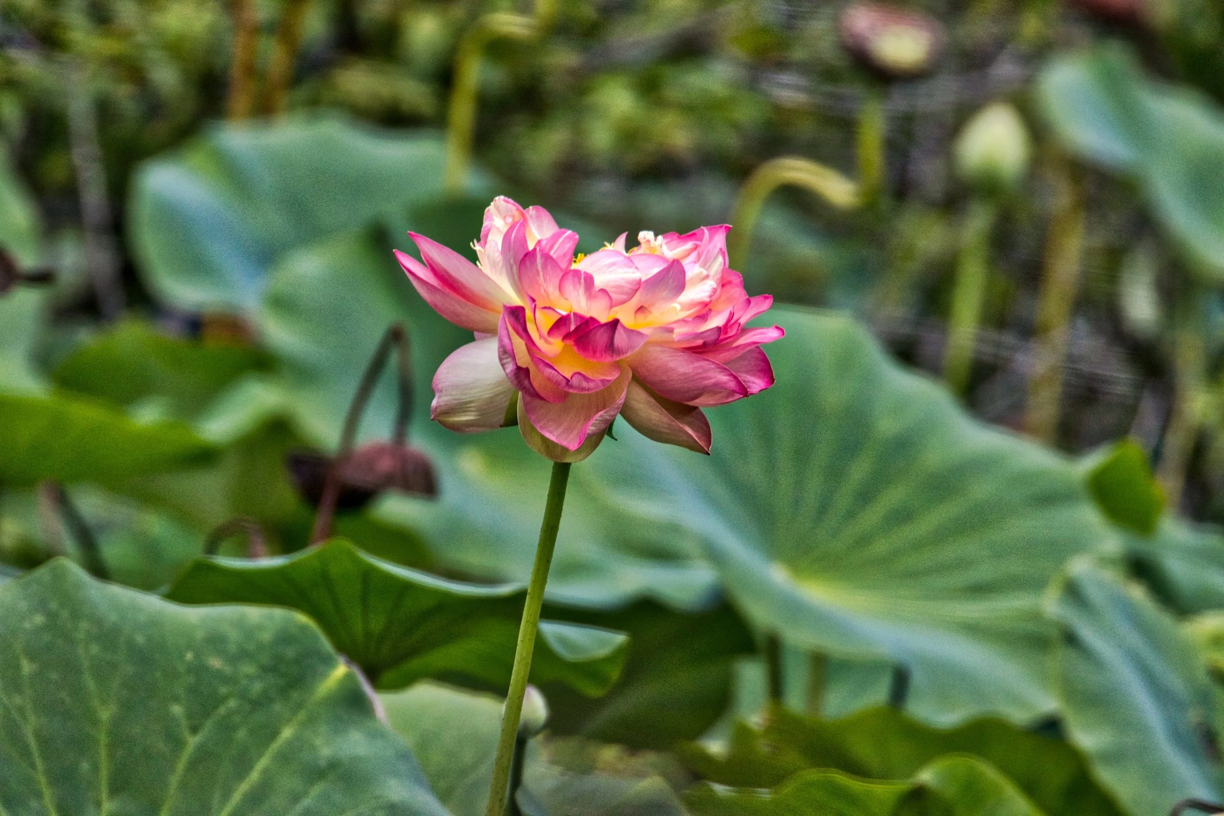 Lotus Flower On Water