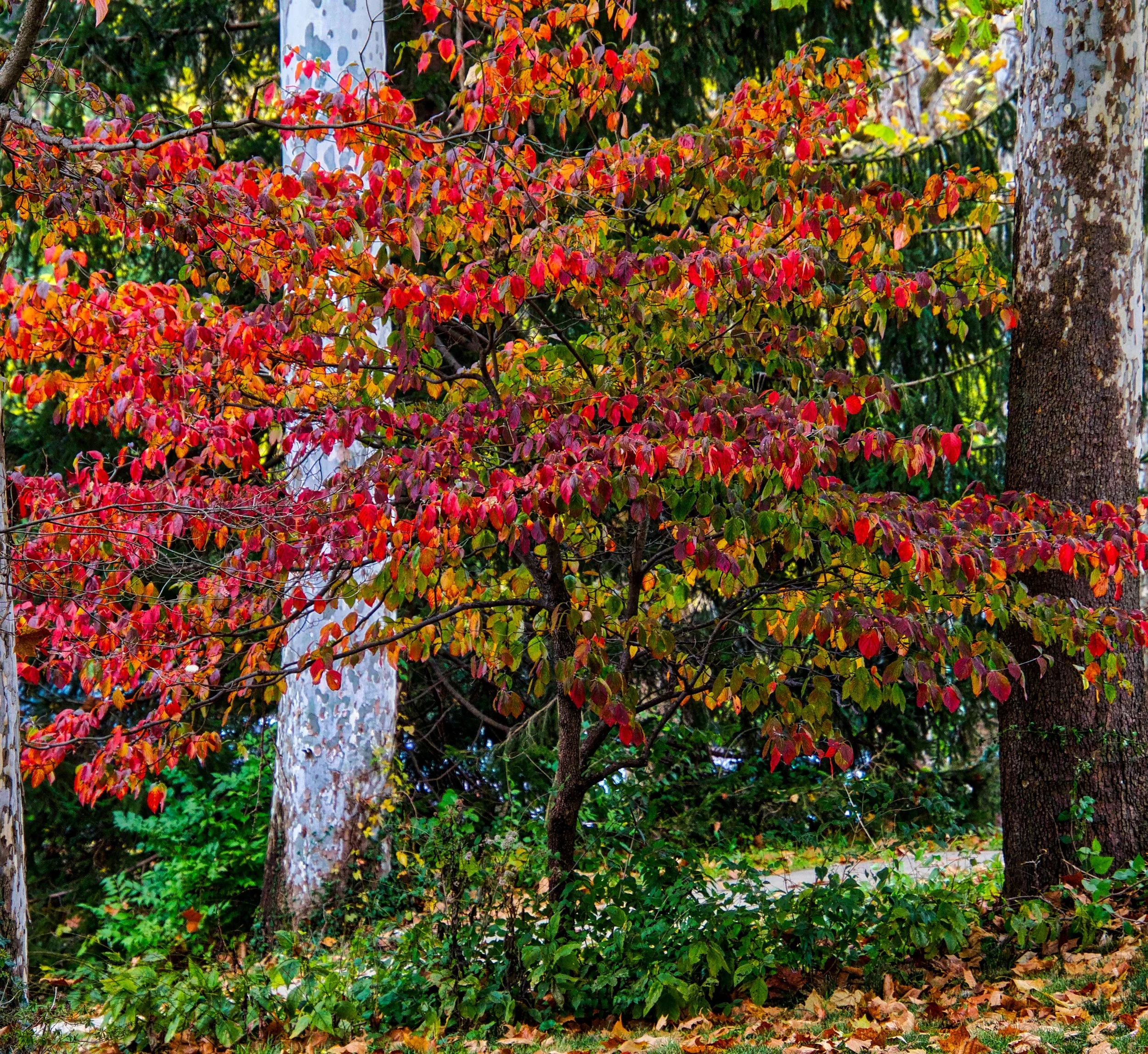 Emeriti Park at Ohio University — In My Backyard