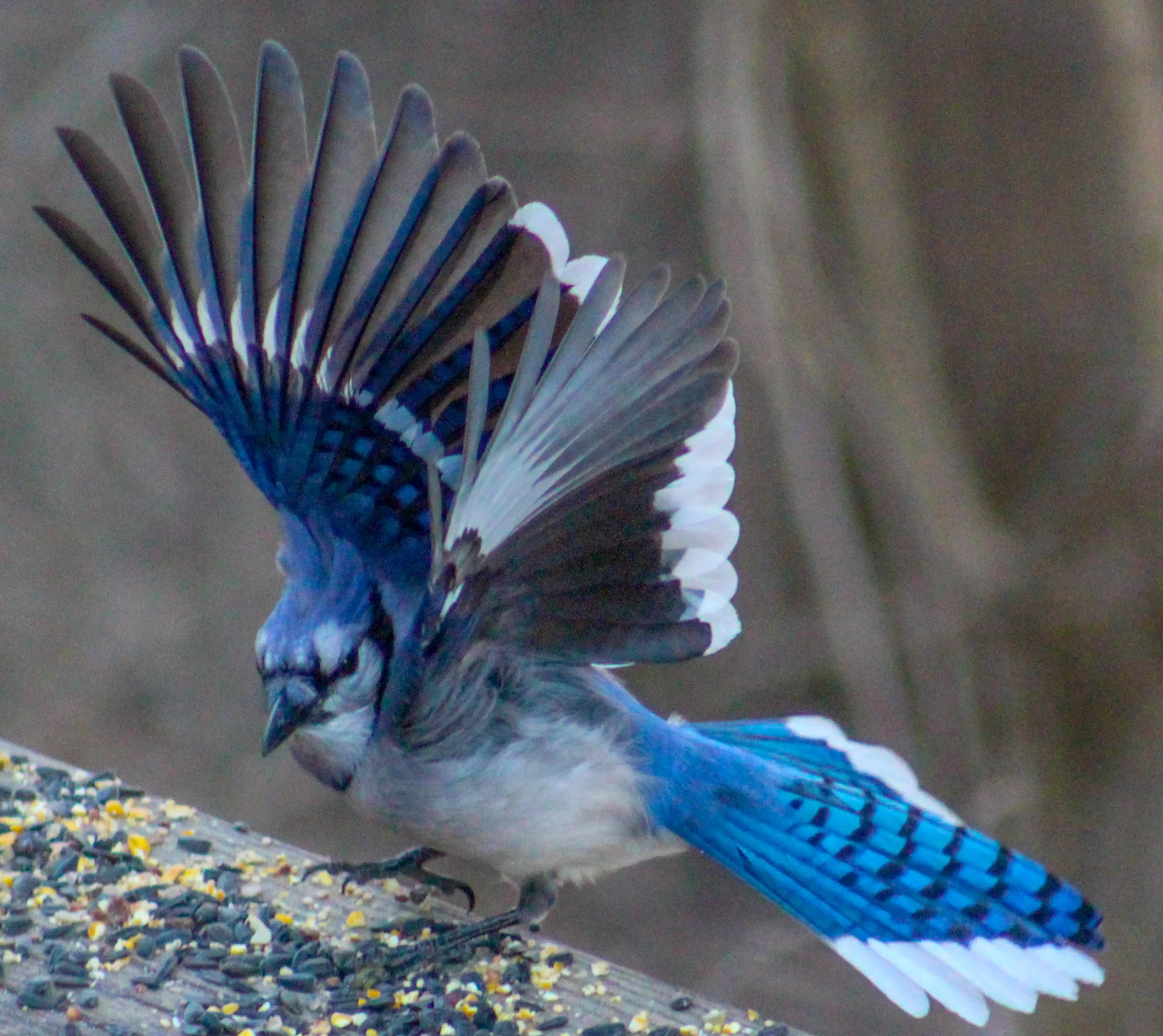 Blue Jay Wings Spread