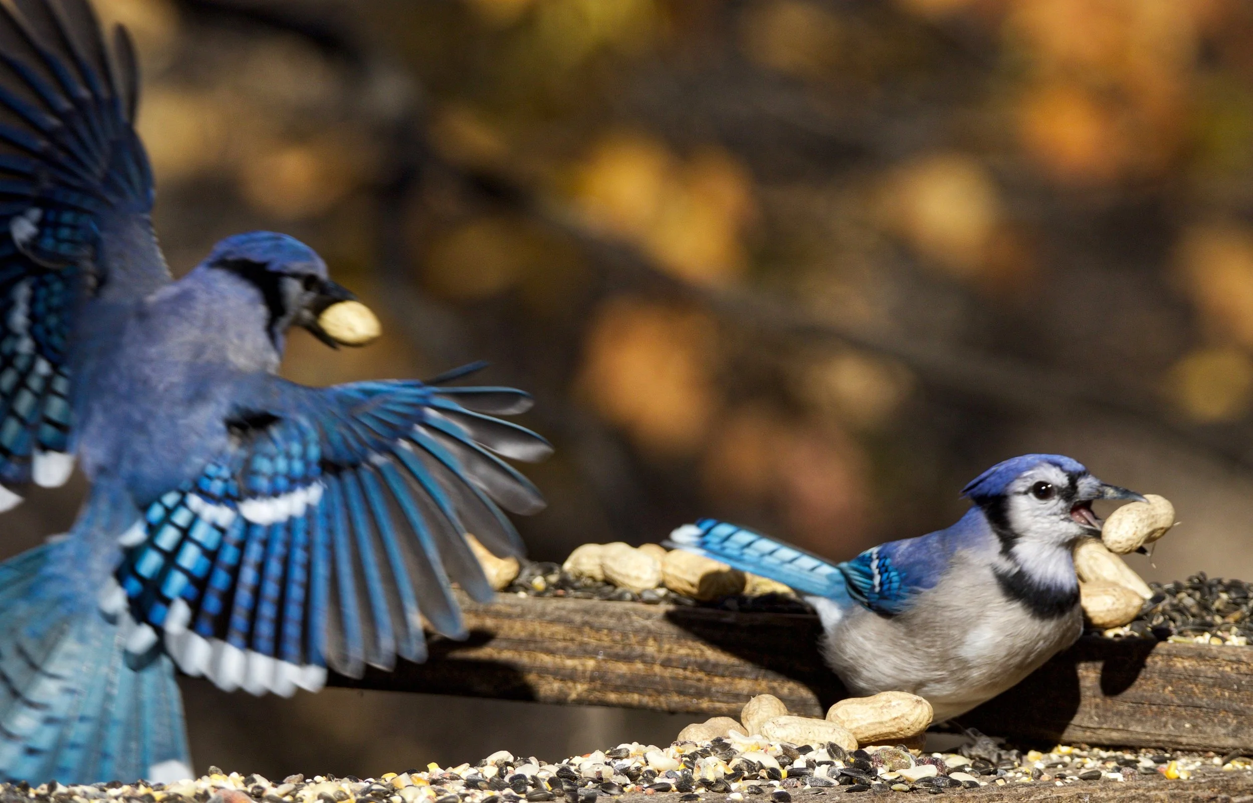 Blue Jay Fighting