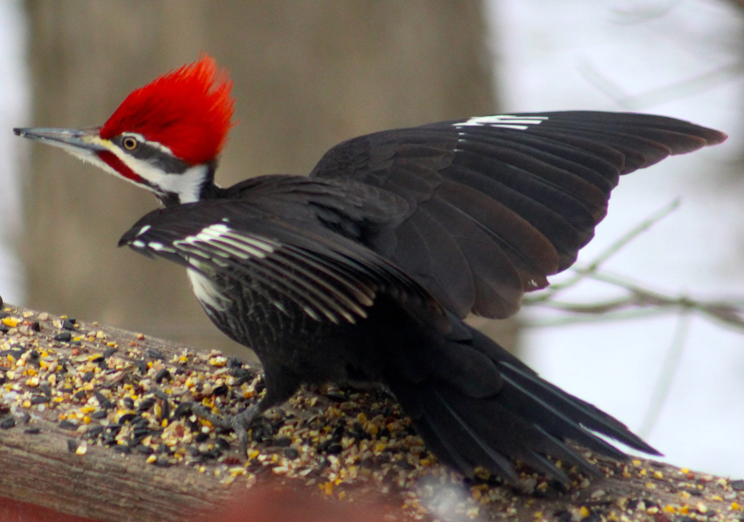 Pileated Woodpecker Flying