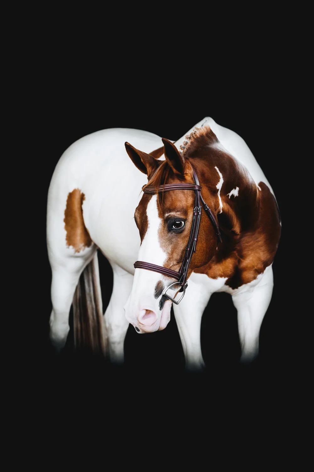 Black Paint Horse Jumping