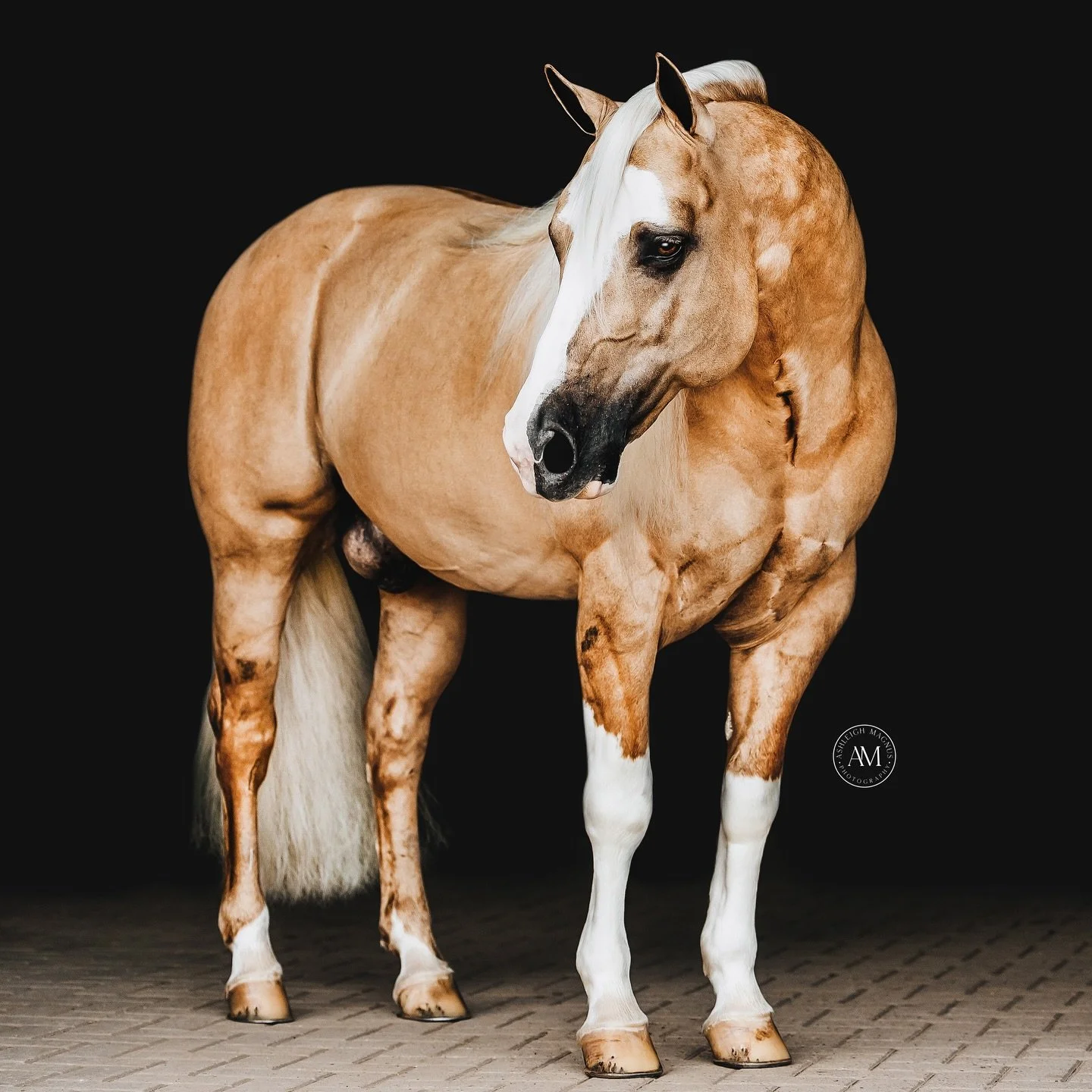 Trinity and Dixie - Horse & Rider Photoshoot — Ashleigh Magnus