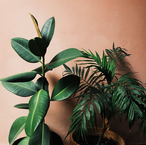 The Ultimate Houseplant Guide — Hurd & Honey
