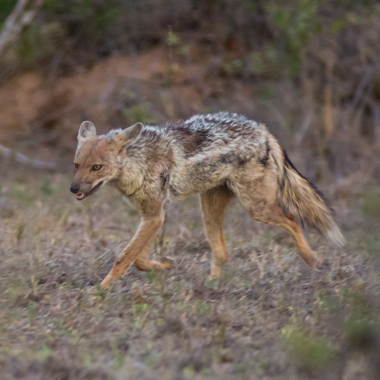 Side Striped Jackal