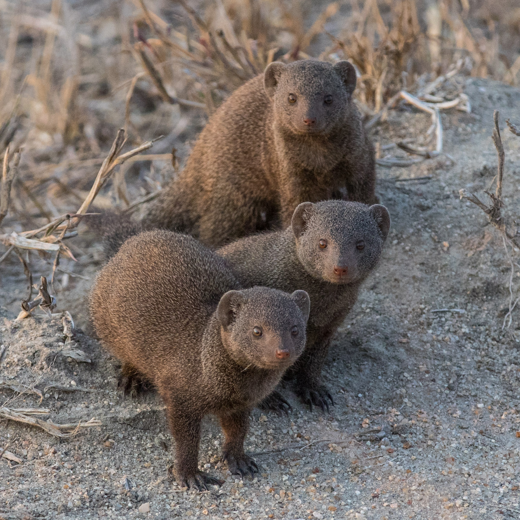 Dwarf Mongoose