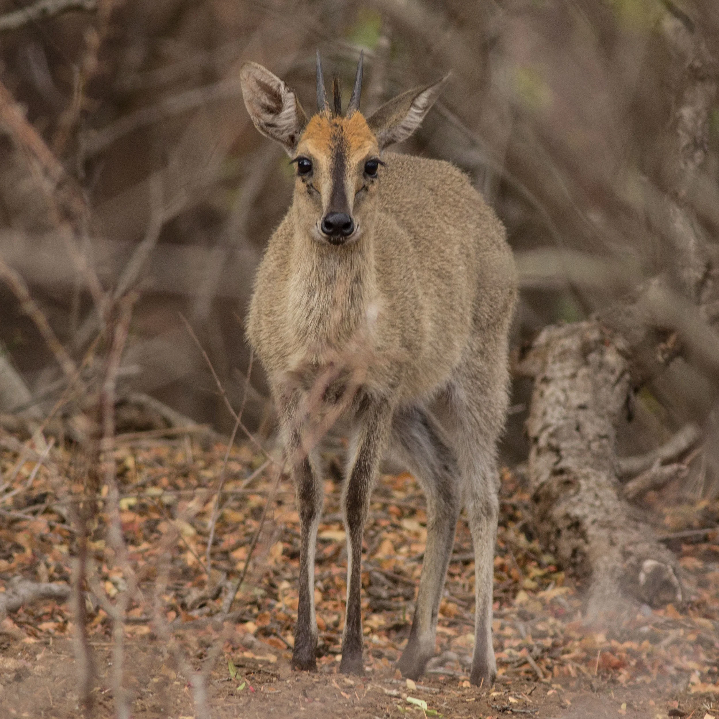 Grey Duiker