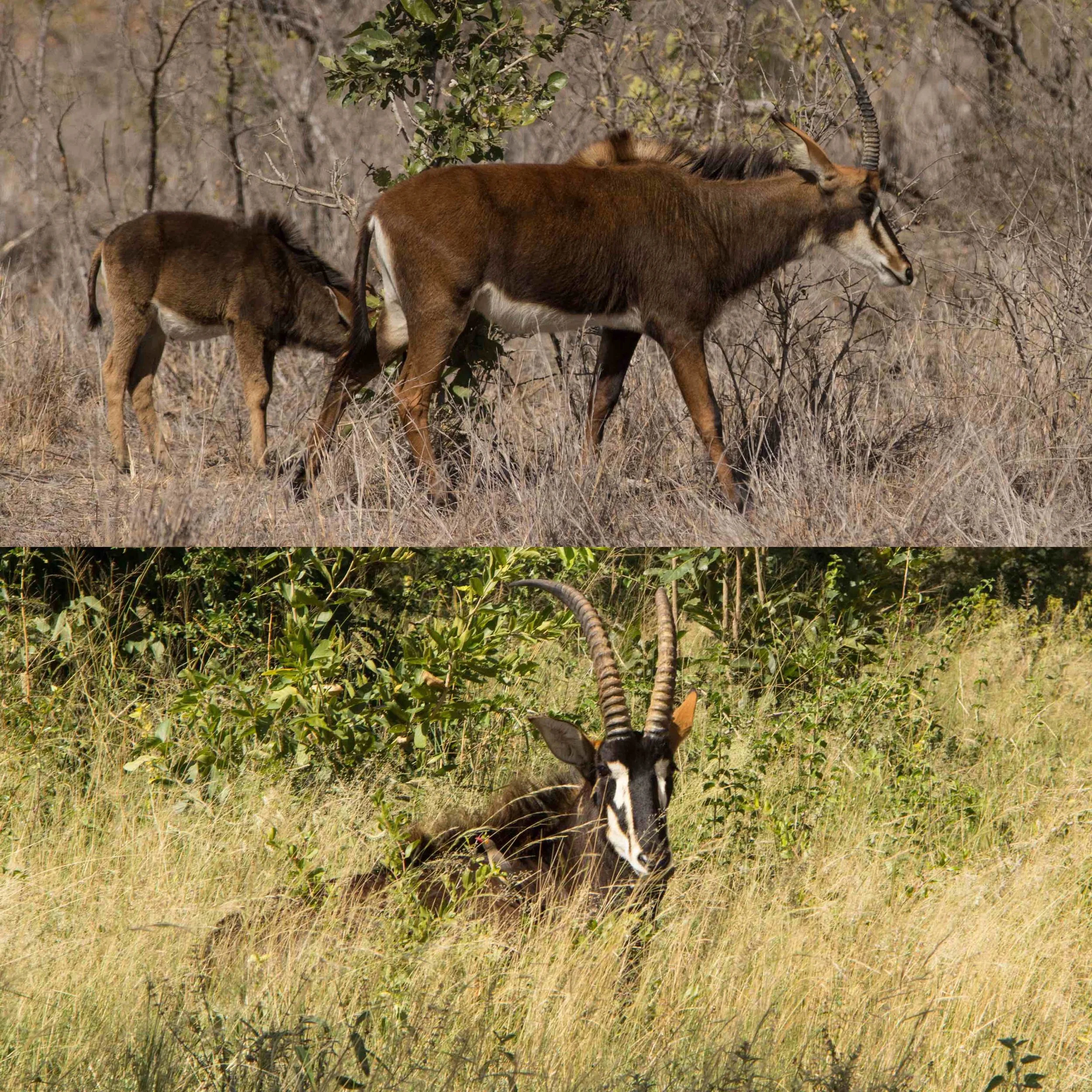 Young Sable Antelope