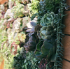Succulent Masterpiece by Angelica Cook — Florafelt Living Wall Systems