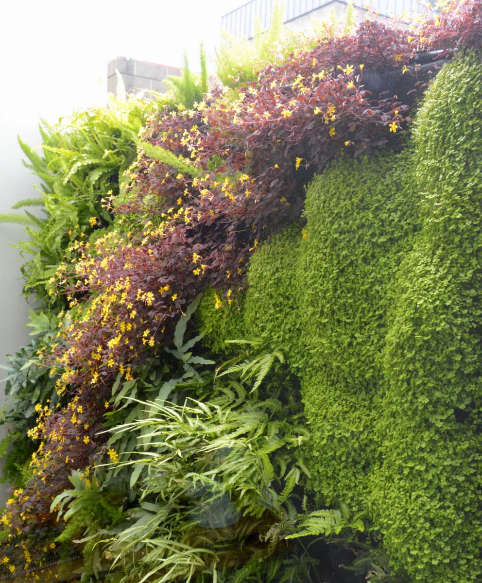 Luxurious Urban Oasis Fern Walls — Florafelt Living Wall Systems