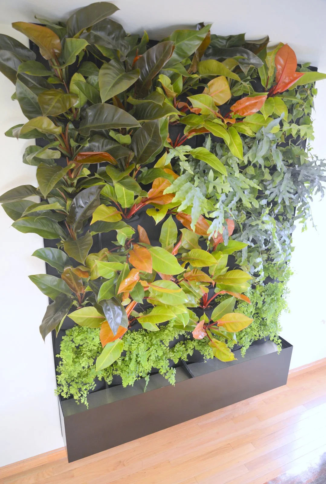 Phils and Ferns Vertical Garden — Florafelt Living Wall Systems