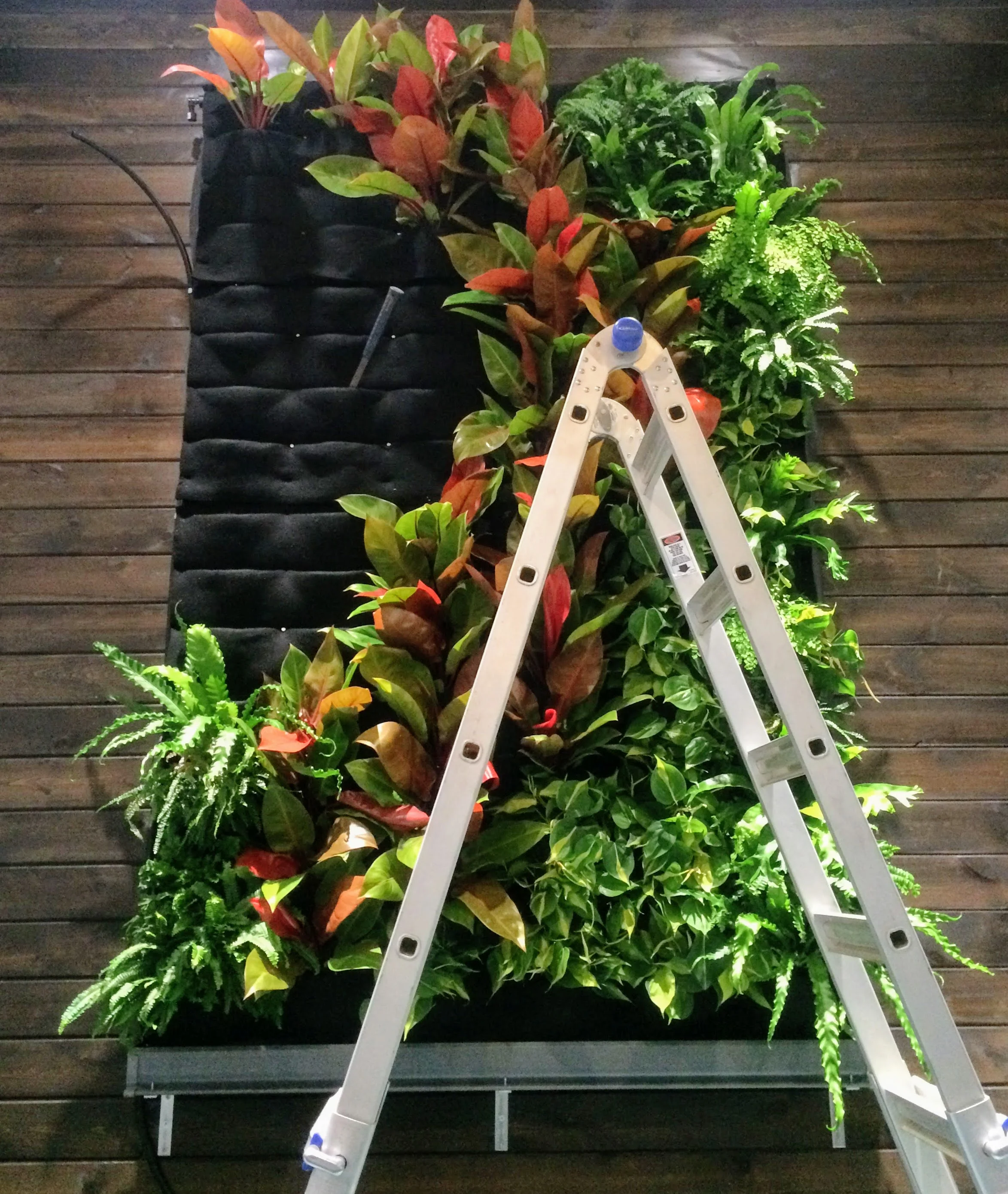 A Tropical Reception — Florafelt Living Wall Systems