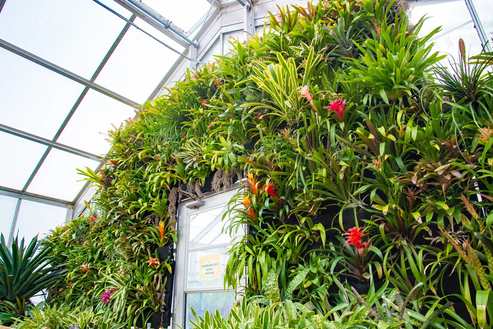 Kingwood Center Gardens Greenhouse Expands Bromeliad Collection ...