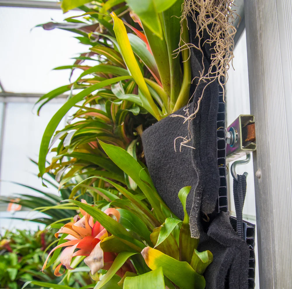 Kingwood Center Gardens Greenhouse Expands Bromeliad Collection ...