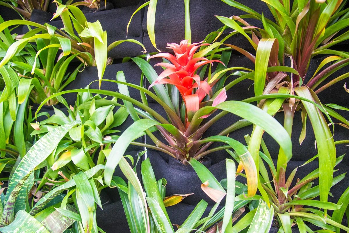 Kingwood Center Gardens Greenhouse Expands Bromeliad Collection ...