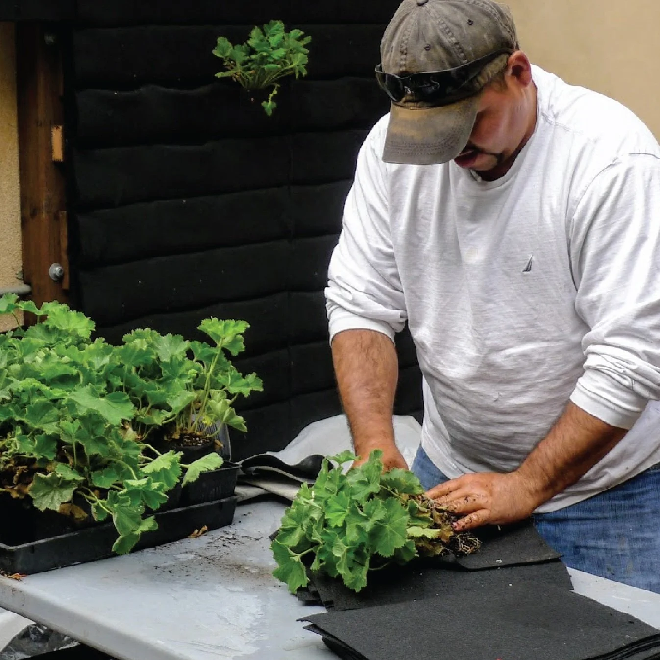 Florafelt Living Wall Systems