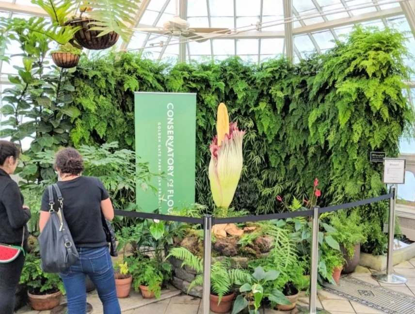 Florafelt Living Wall Systems