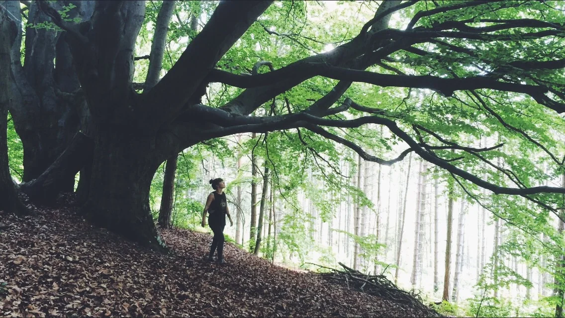 Schattenbaum.-Jessica Lenk