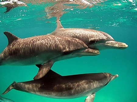 Images — DeepAcoustics